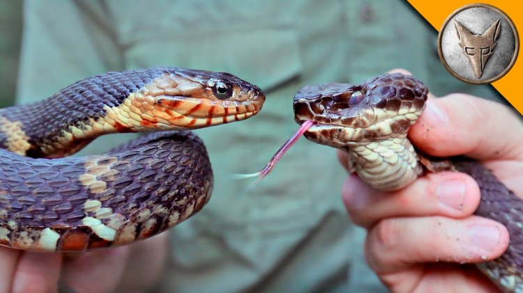 How to Tell the Difference Between a Venomous Water Moccasin and a Banded Water Snake