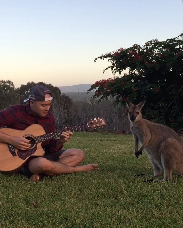 A Curious Wallaby Leans In Close to Listen to a Guitarist Practice a ...