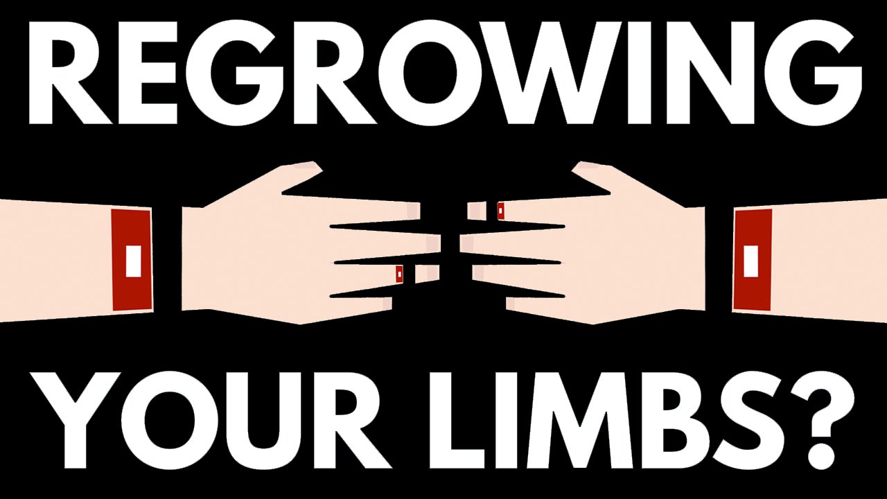 Why Humans Can T Regrow Body Parts