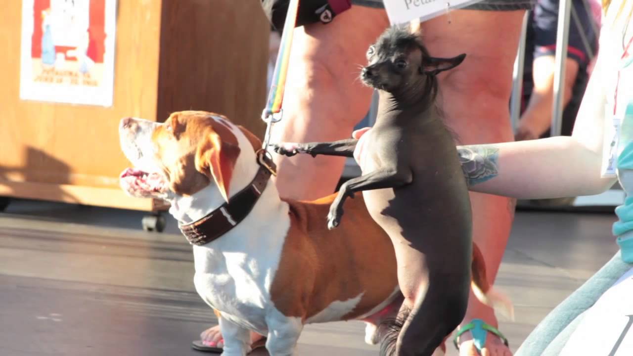 A Beagle, Basset Hound & Boxer Mix Named Walle Wins The 2013 World's ...