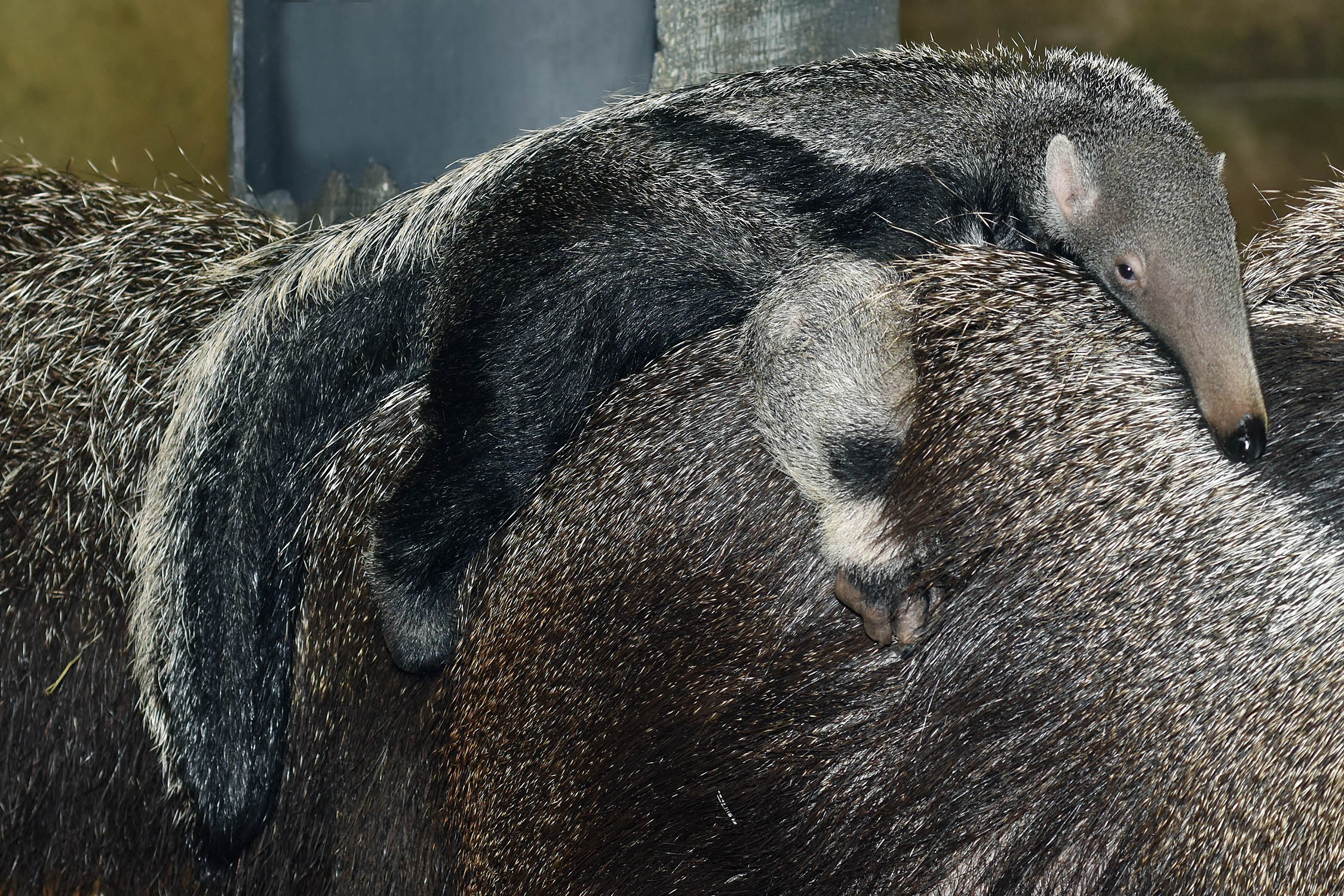 A 2-Month Old Baby Giant Anteater Makes Her Debut Upon Her Mother's ...