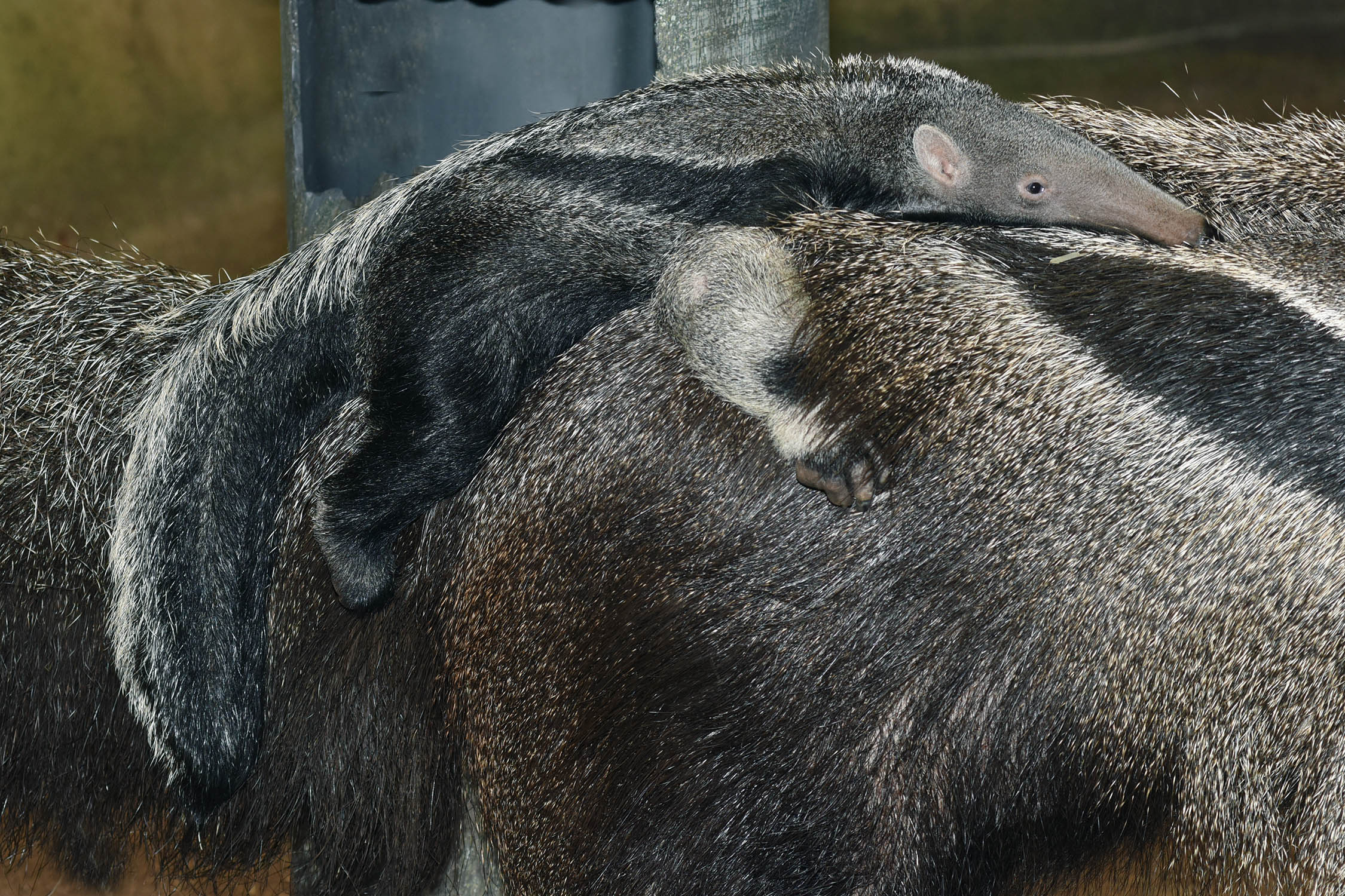 A 2-Month Old Baby Giant Anteater Makes Her Debut Upon Her Mother's ...