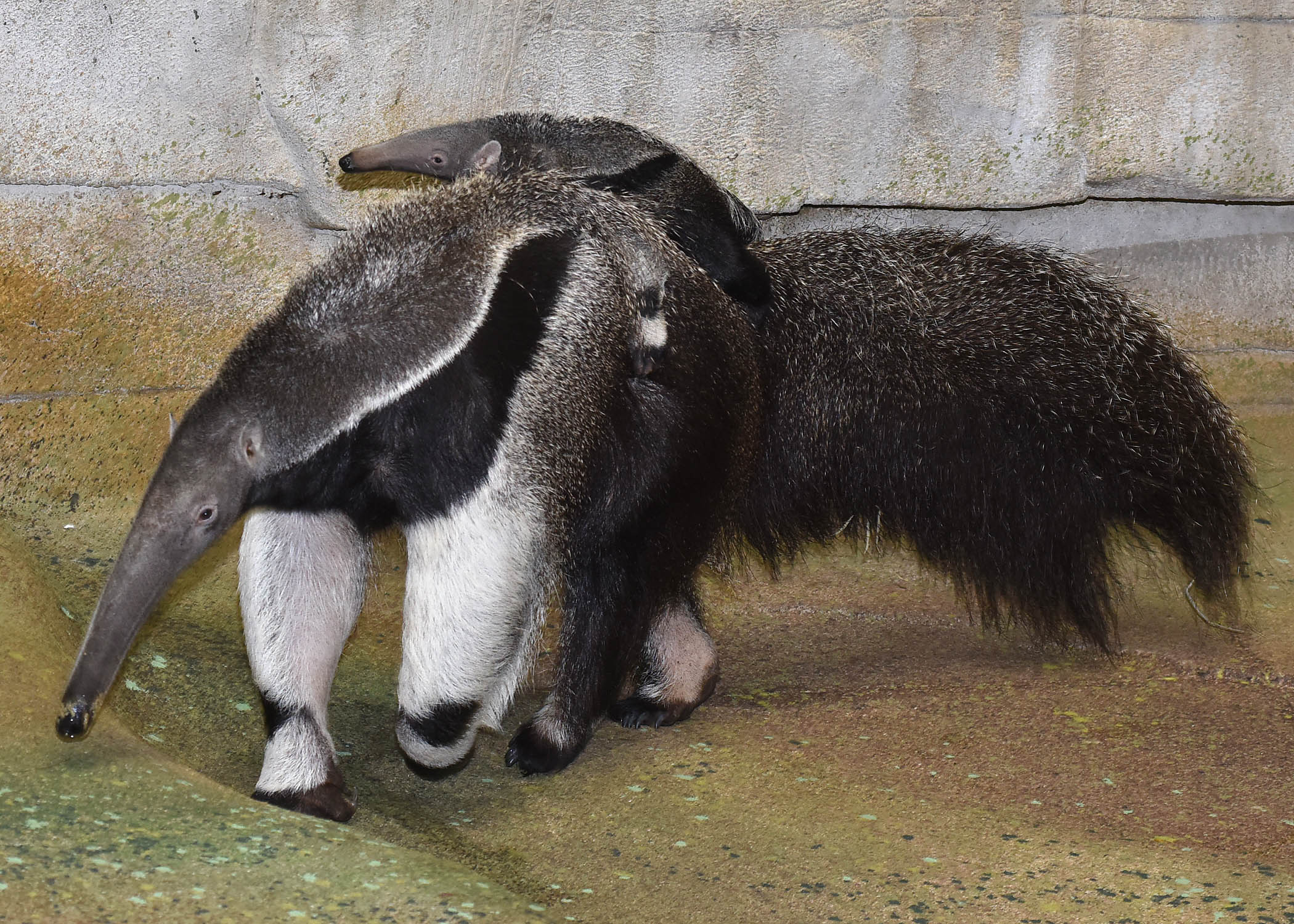 A 2-Month Old Baby Giant Anteater Makes Her Debut Upon Her Mother's ...