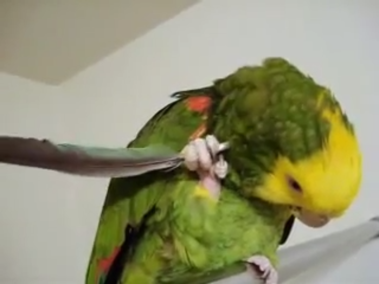 A Very Clever Parrot Uses His Own Discarded Feather to Scratch the Back ...