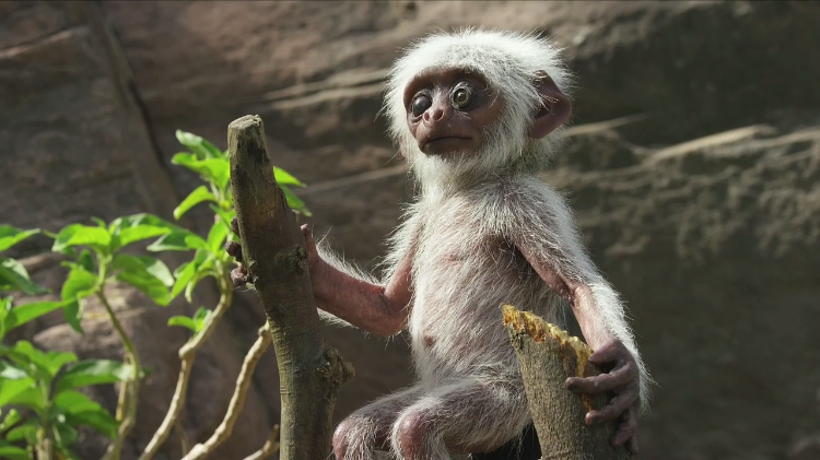 Langur Monkeys Tenderly Comfort One Another Over the 'Death' of a ...
