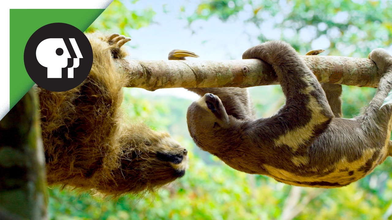 A Curious Three-Toed Sloth and the Insects Living in Its Fur ...