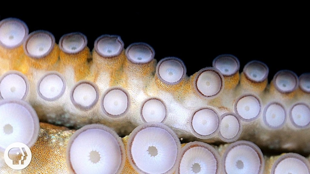 A Deep Look at How an Octopus Uses Its Suckers to Smell and Taste In ...