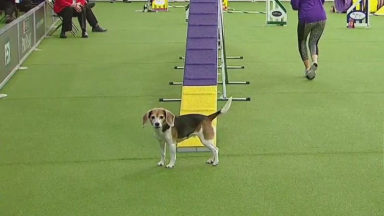 An Adorable Beagle Gets Really Distracted During the Agility Course at ...