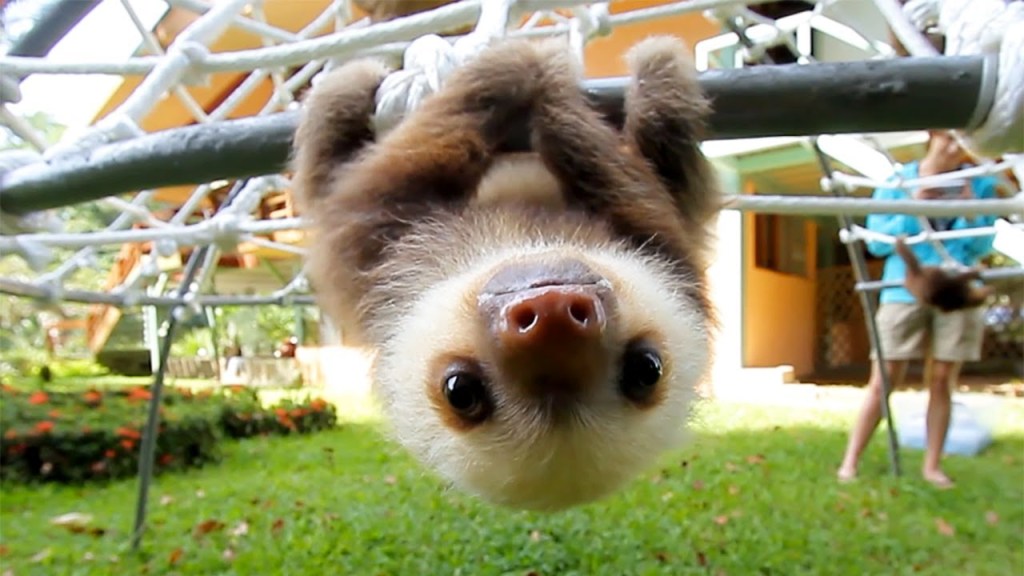 An Adorable Group of Rescued Baby Sloths Carry On a Squeaky ...