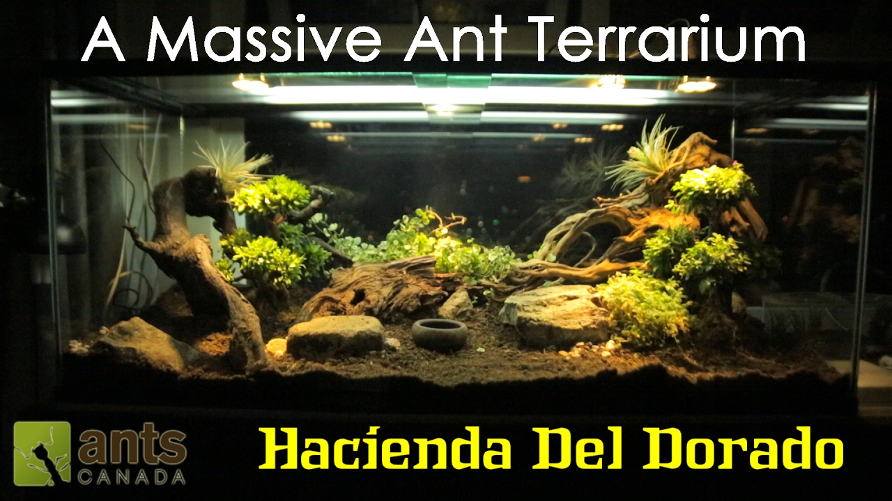 An Enthusiastic Antkeeper Narrates His Colony Moving to a Massive New ...