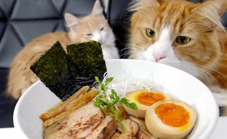 Two Lazy Orange and White Cats Watch as Their Human Prepares Homemade Ramen