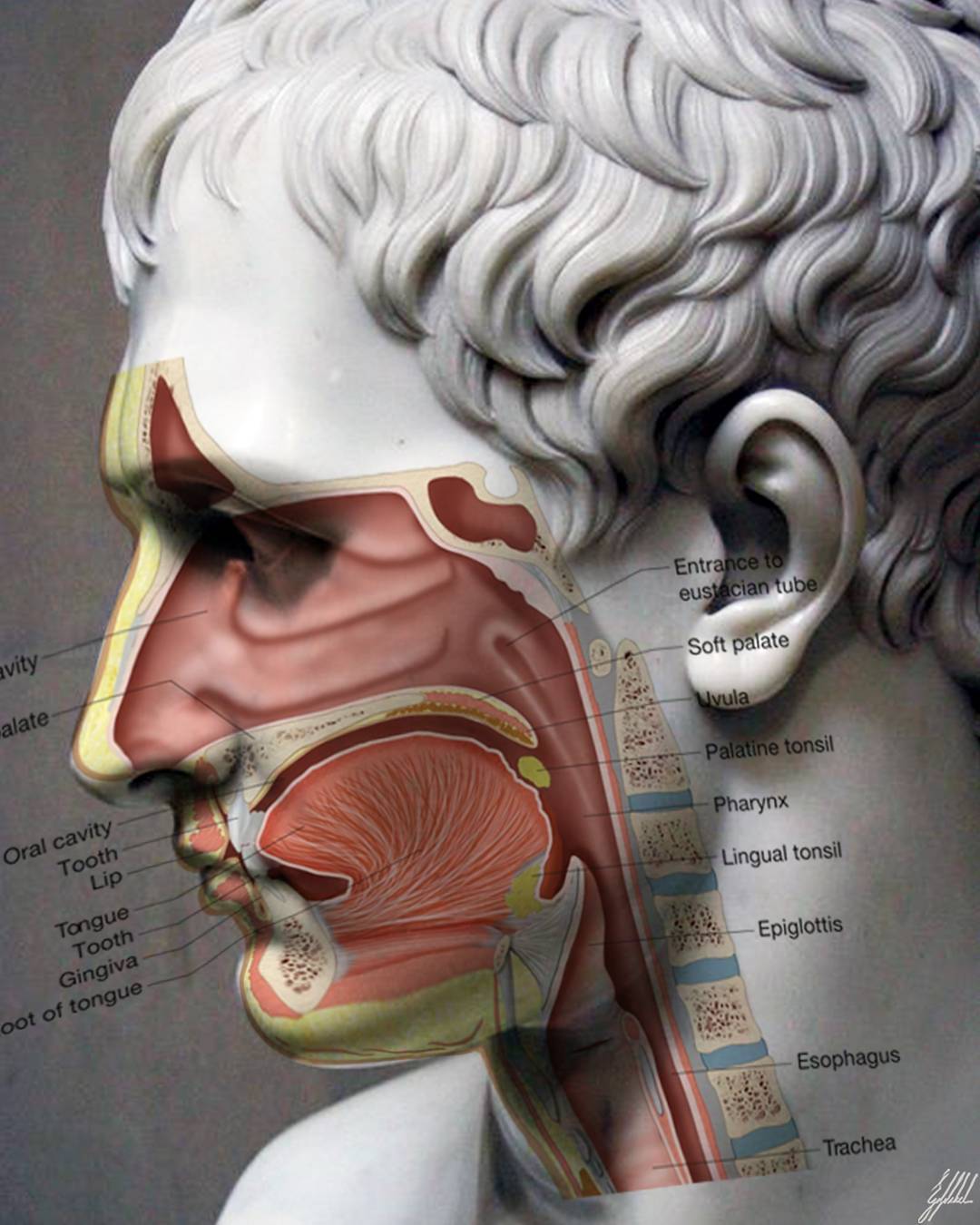 Anatomy of a Marble, What Classic Stone Statues Would Look Like If They ...