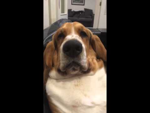 A Cantankerous Basset Hound Continuously Whines For More Attention From ...