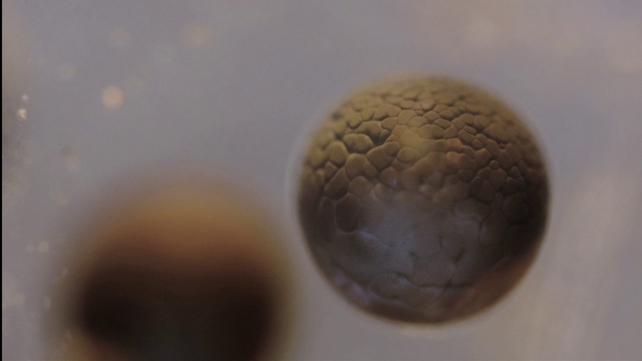 A Fascinating Microscopic Timelapse of Cell Division in a Frog Egg Over ...