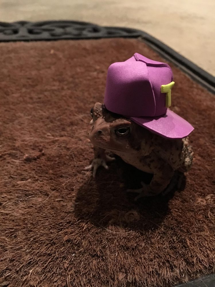 Creative Man Makes Amusing Hats for a Toad