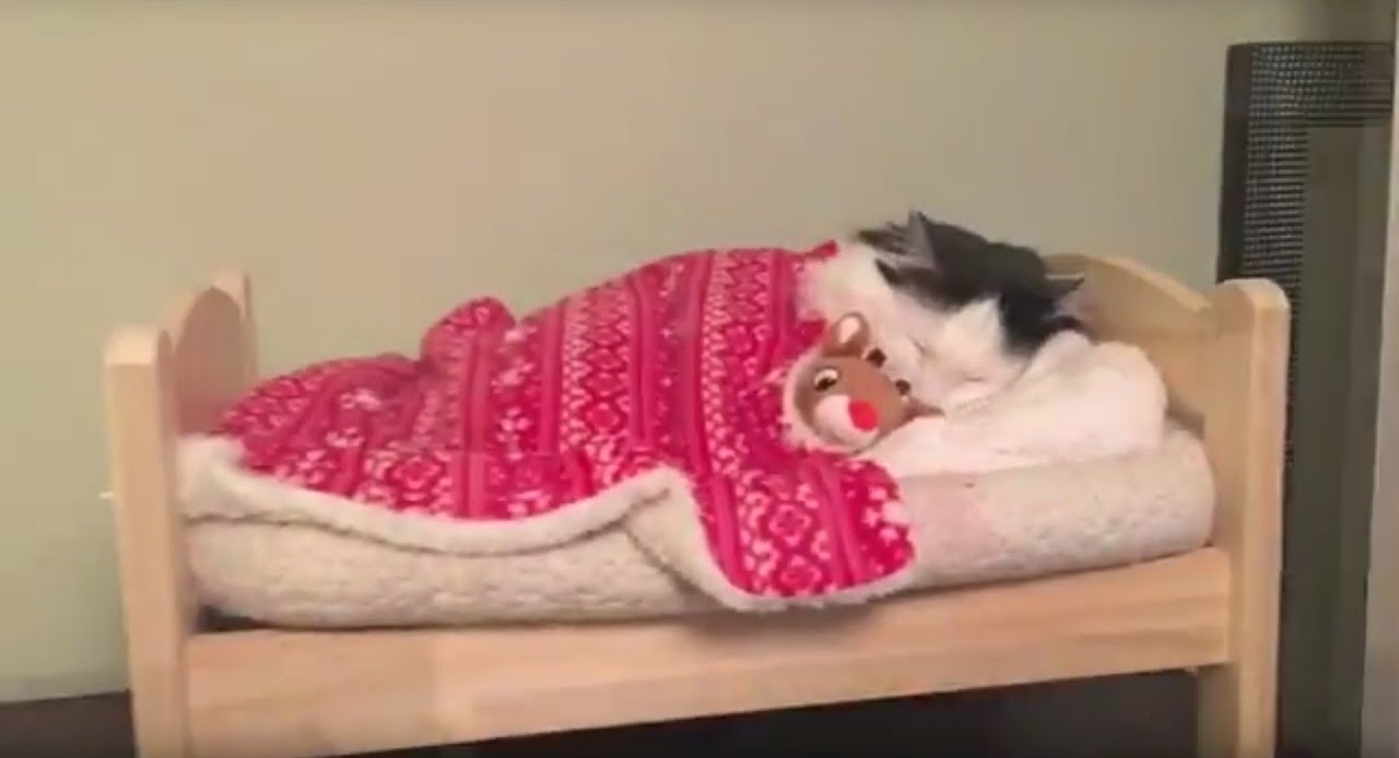 A Beautiful Longhaired Cat Goes Nighty Night All by Herself In a Tiny ...