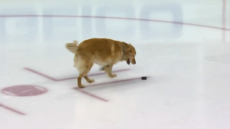 An Extremely Happy Golden Retriever Plays Fetch With a Puck on the Ice ...