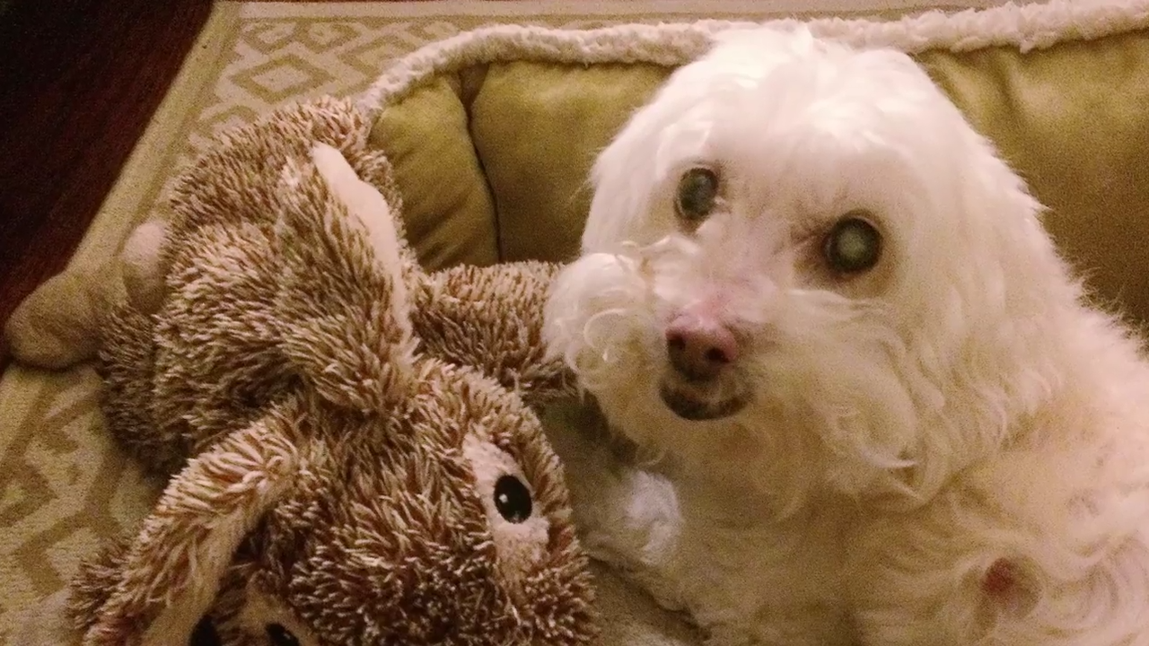 Why It's So Painful to Lose a Beloved Dog