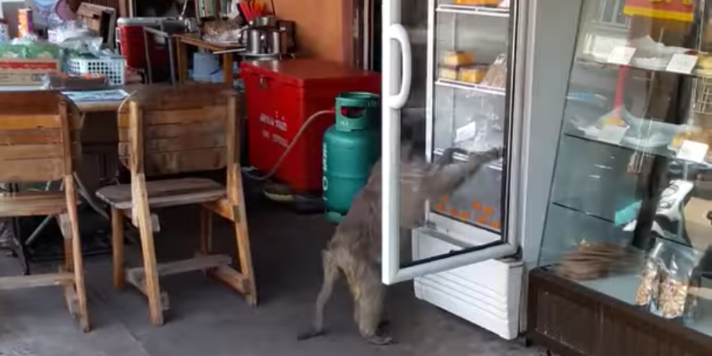 Monkey Steals Milk From a Refrigerator in Thailand