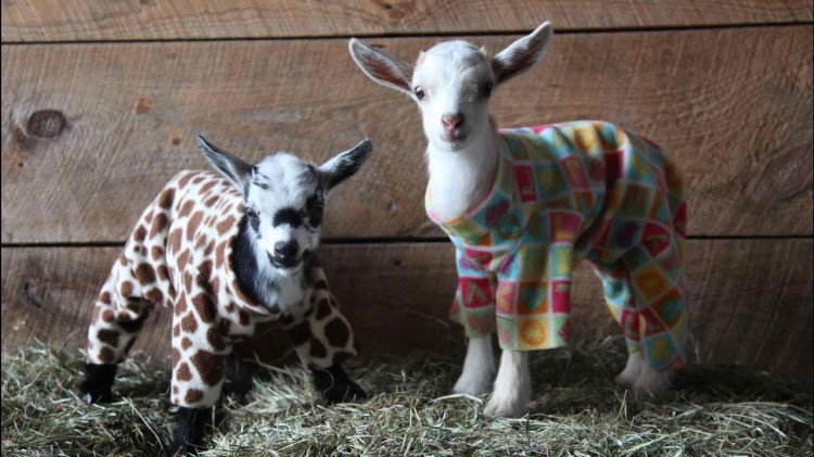 Ten Adorable Baby Goats Gleefully Romp Around the Barn Dressed In ...
