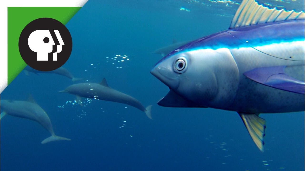A Realistic Spy Tuna Captures an Up Close Look at How Dolphins Perform ...