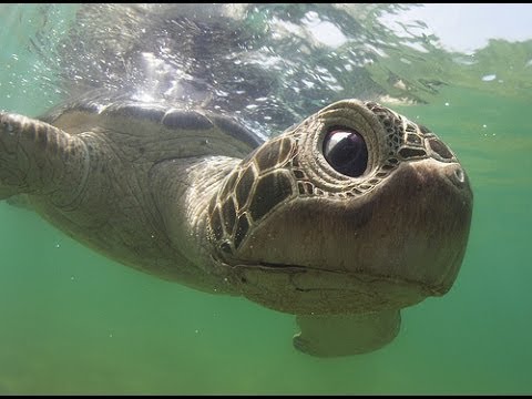 An Animatronic Spy Turtle Captures the Attention of a Curious Pod of ...