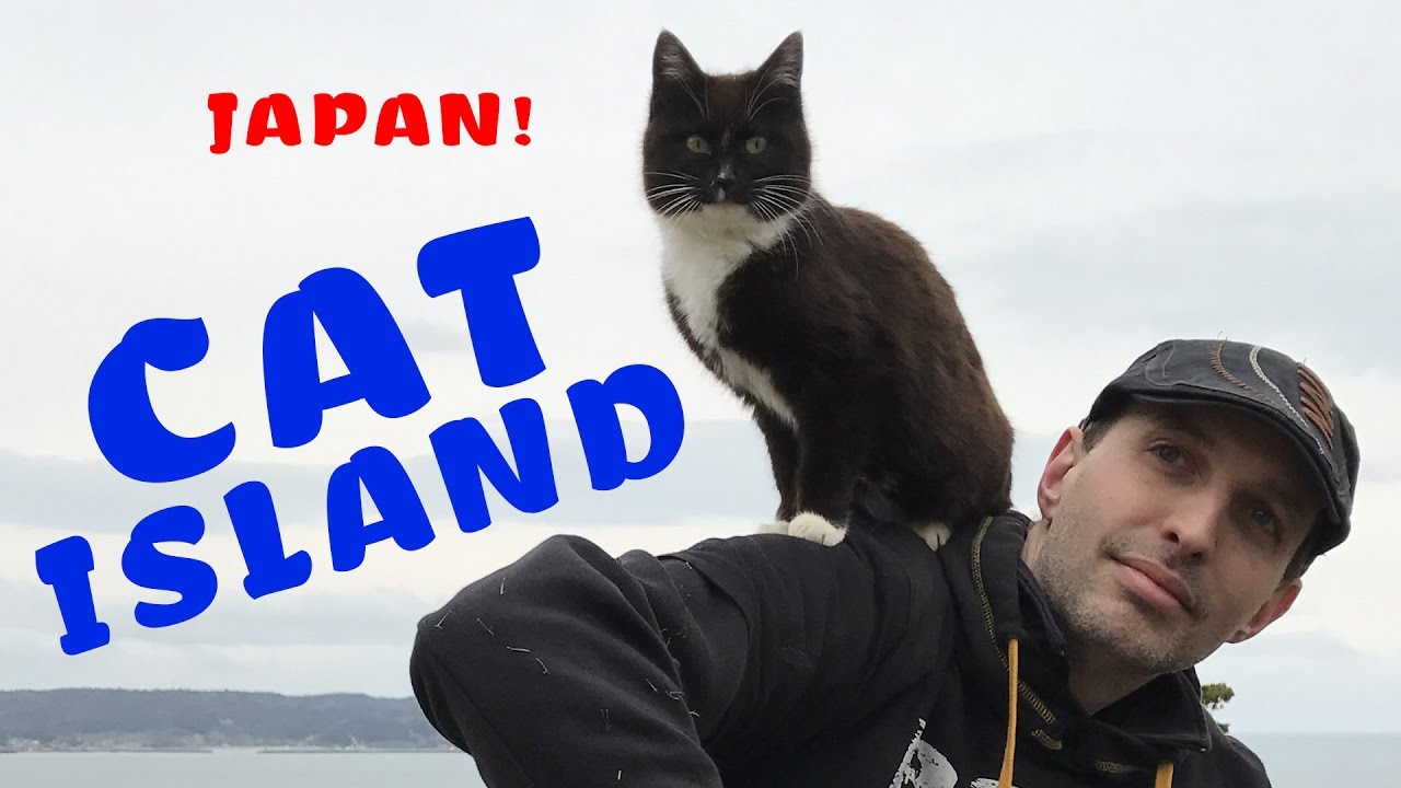 Visiting the Hundreds of Curious Felines That Inhabit Japan's Legendary ...