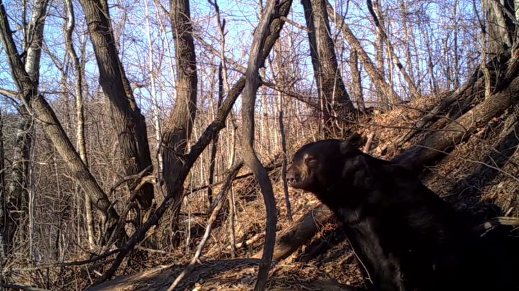 Incredible Footage of a Sleepy Black Bear Slowly Emerging From His Den ...