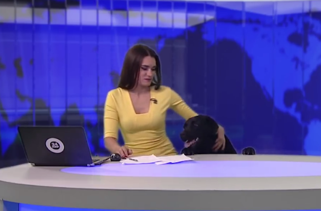 Russian Newscaster Surprised by a Big Black Dog Who Crawled Out From ...