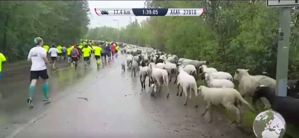 Over 600 Goats and Sheep Join the Wings for Life Marathon in Munich ...