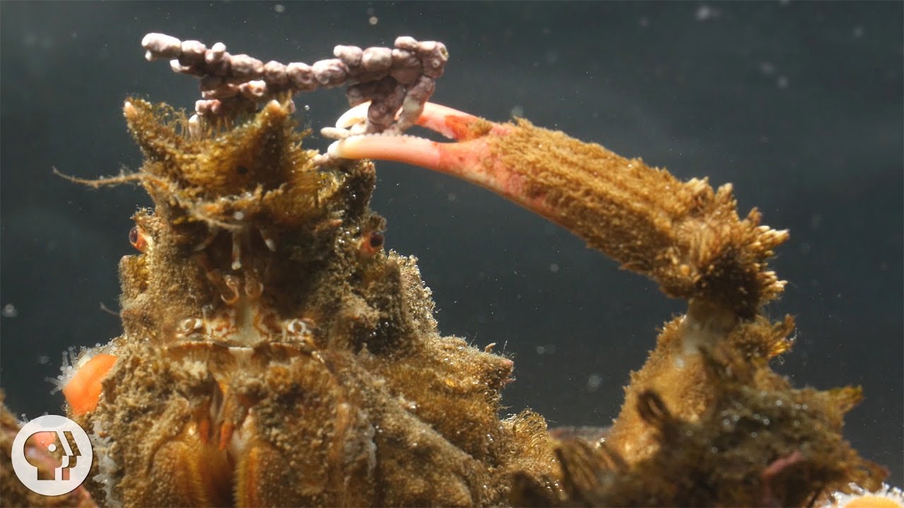 The Amazing Ability of the Decorator Crab to Accessorize and Camouflage ...