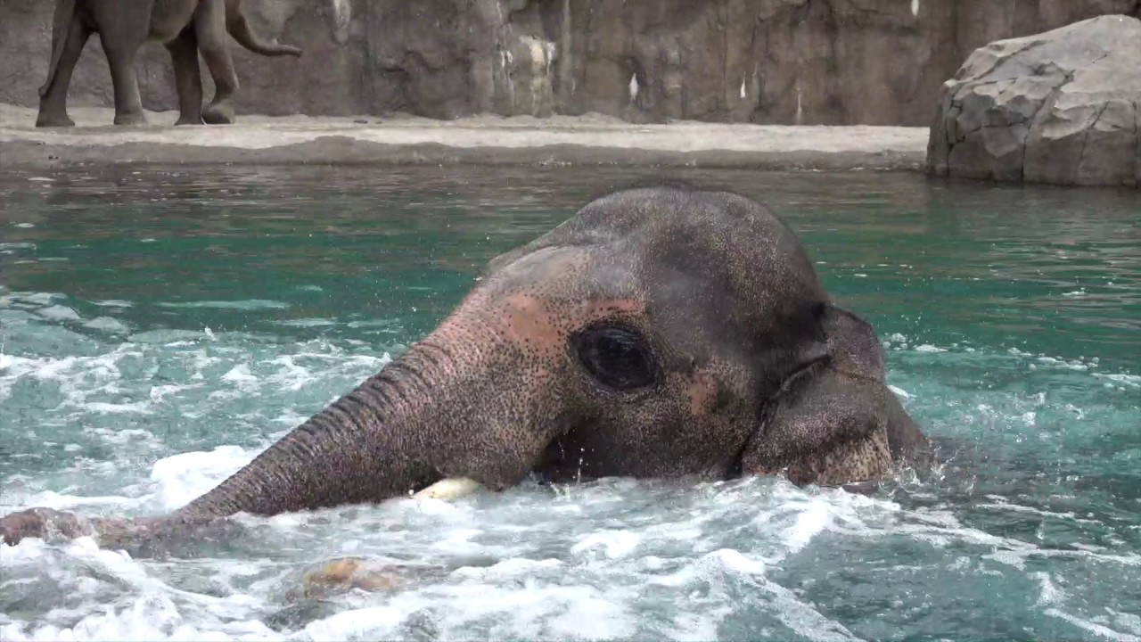 A Beautiful Juvenile Elephant Gleefully Splashes Around In the Pool ...