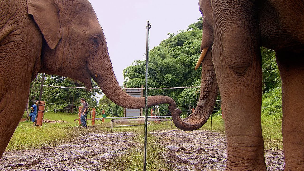 A Couple of Clever Elephants Learn That They Need to Work Together In ...