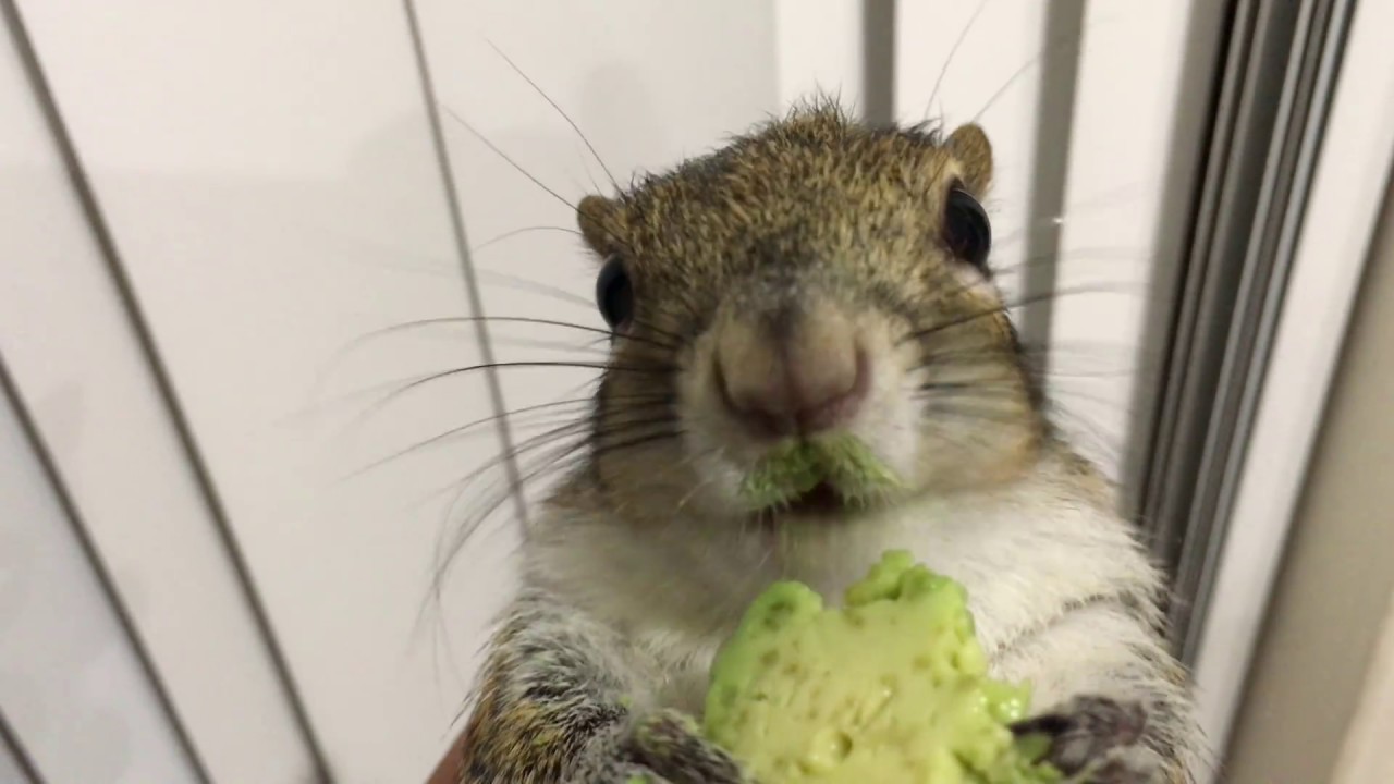 A Hungry Squirrel Gives Himself a Tiny Green Mustache While Gobbling ...