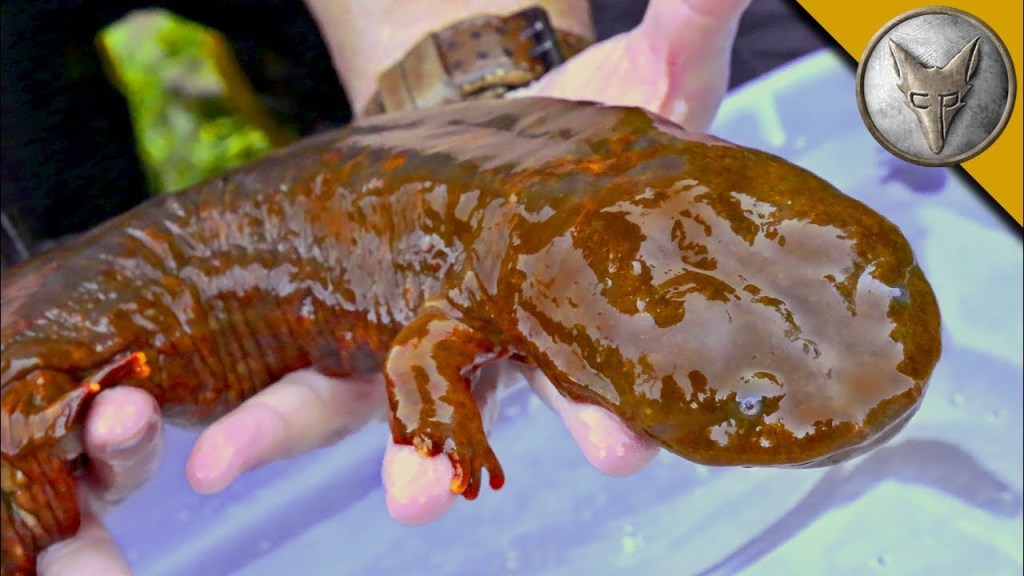 Adventure Host Coyote Peterson Finds a Giant Orange Salamander the Size ...