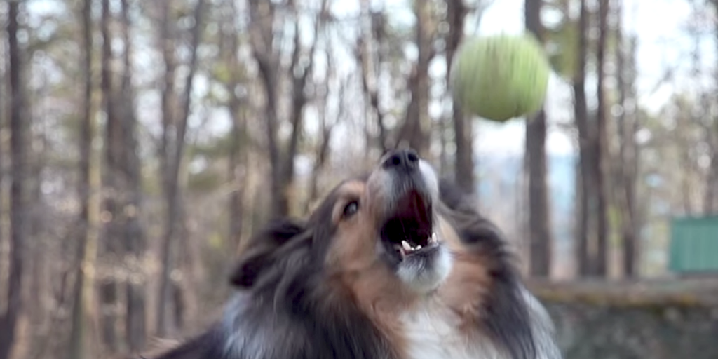 A Determined Dog Repeatedly Attempts to Catch a Tennis Ball Without ...