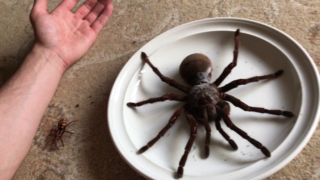 Massive Size Differences Between Two Tarantulas, A Goliath Birdeater ...