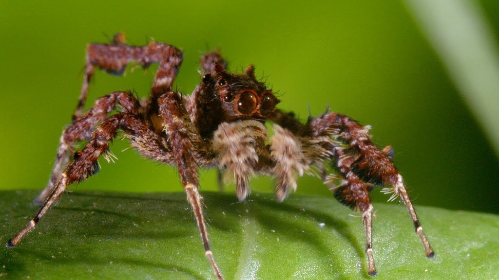 A Portia Jumping Spider Strategically Leaps Through the Jungle to Catch ...