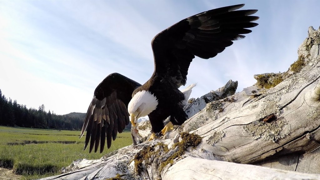 An Intrepid Bald Eagle Takes a Camouflaged GoPro Camera for a High ...