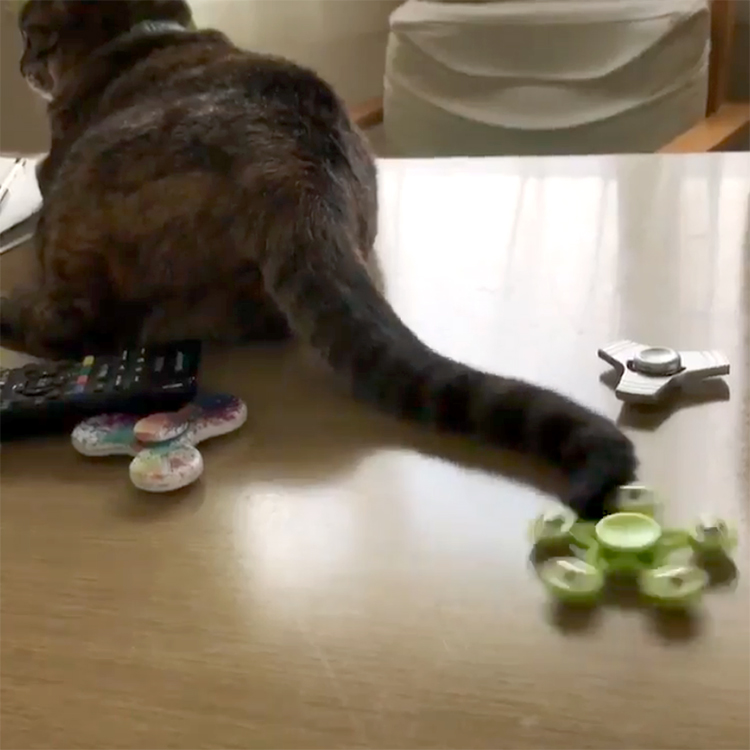 A Relaxed Cat Whirls a Fidget Spinner Around and Around With Its Tail ...