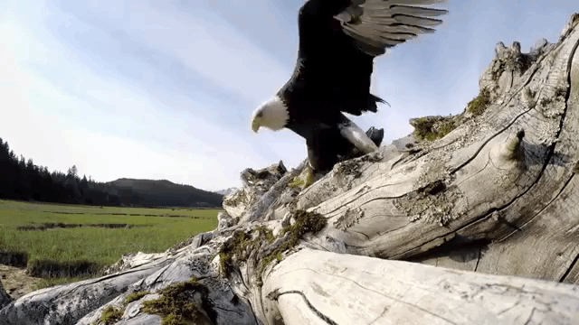 An Intrepid Bald Eagle Takes a Camouflaged GoPro Camera for a High ...