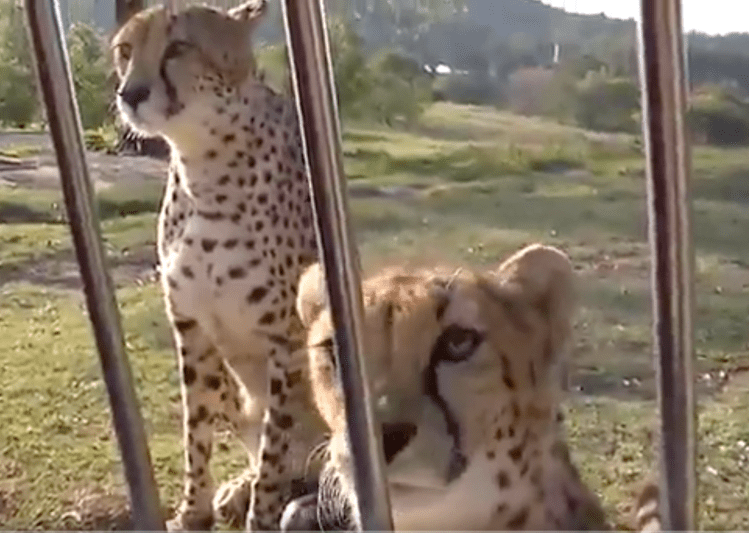 Two Vociferous Cheetahs Meow and Purr Just Like Domestic Cats While ...