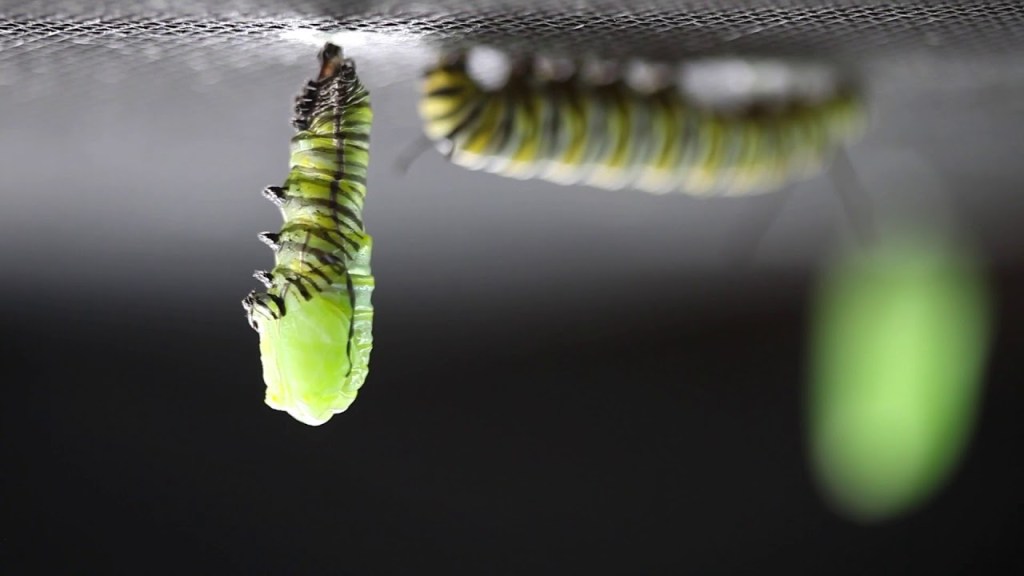 A Beautiful Timelapse of a Monarch Caterpillar Forming a Chrysalis ...