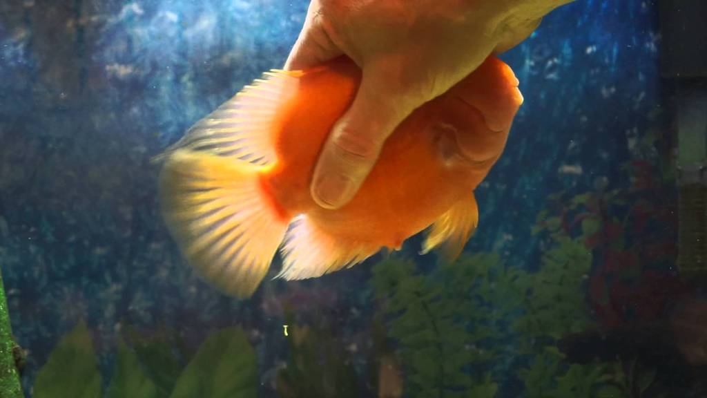 A Surprisingly Friendly Pet Fish Would Rather Play With His Human Than Eat