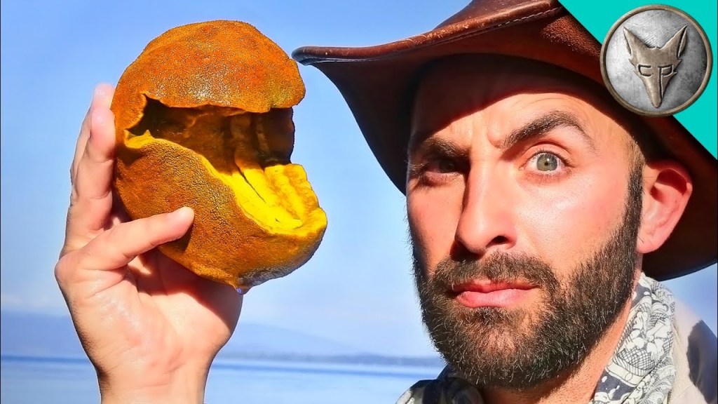 Coyote Peterson Finds an Odd Pac-Man Looking Creature Along the Coast ...