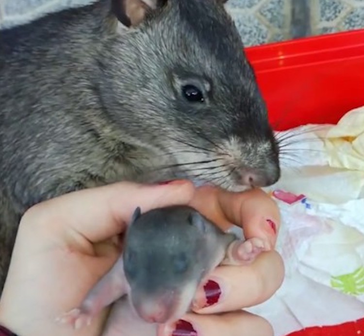 A Compassionate Man Receives a Sincere Gesture of Appreciation From the ...