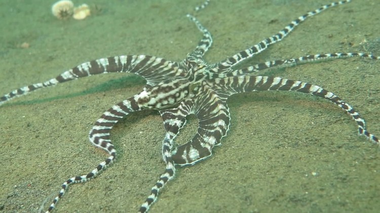 Remarkable Footage of a Rare Mimic Octopus Changing Its Appearance ...