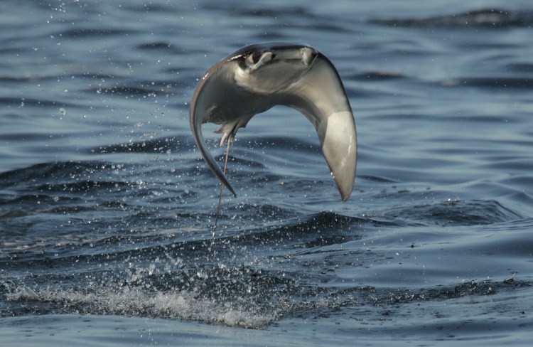 Amazing Footage of Soaring Devil Rays Taking Flight Above the Ocean's ...
