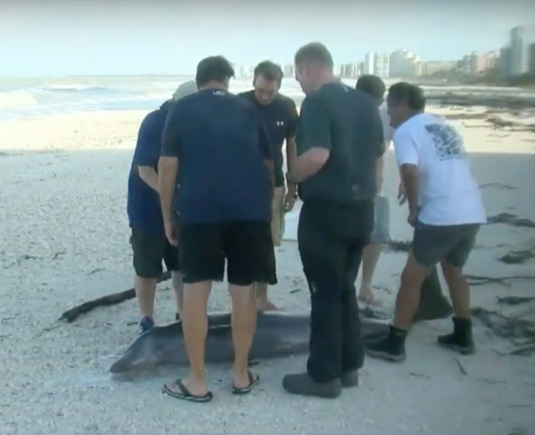News Reporters Help Rescue a Baby Dolphin Stranded on a Florida Beach ...