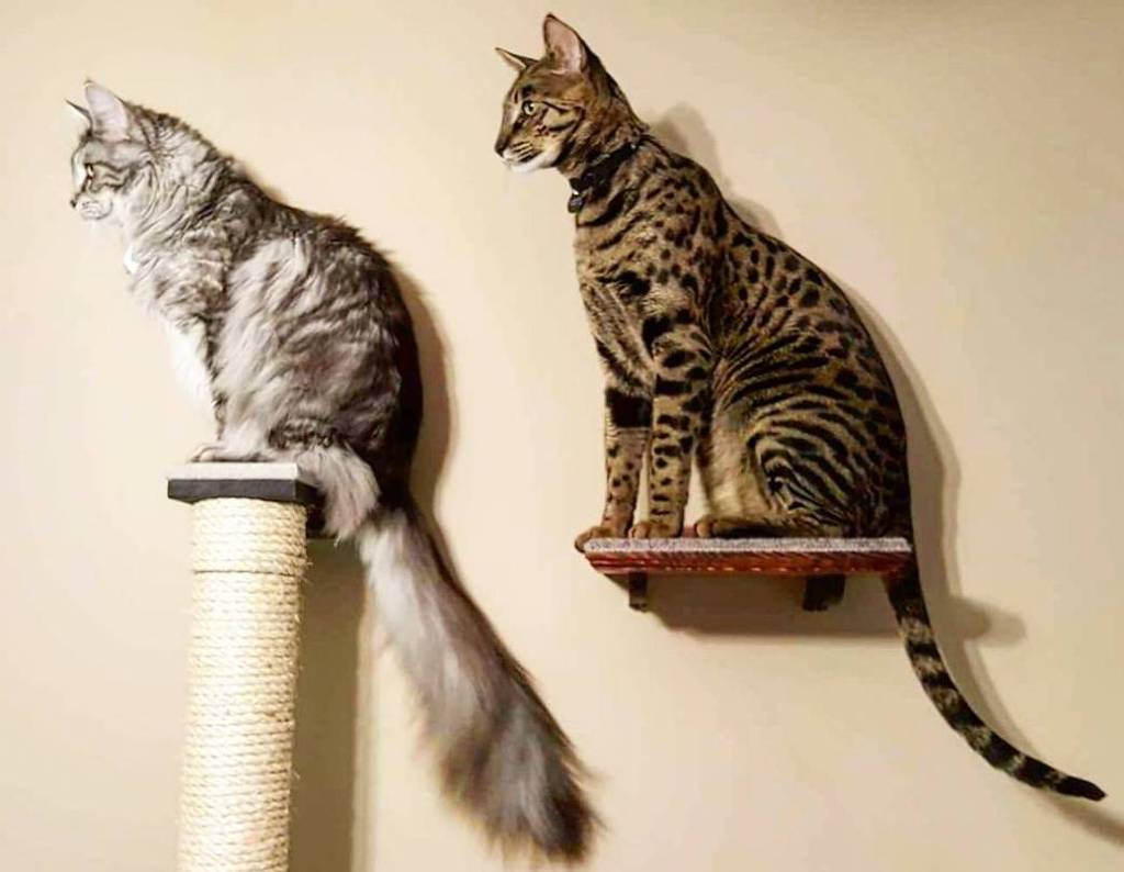 Two Cats Who Hold Guinness World Records for Height and Tail Length ...